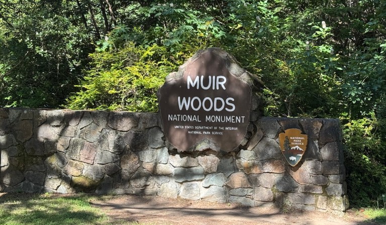 Visiting the Muir Woods – tierneycreates